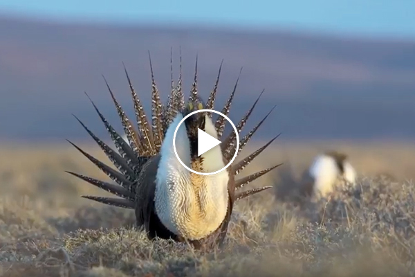 Operation Sage Grouse | Shooting Sportsman