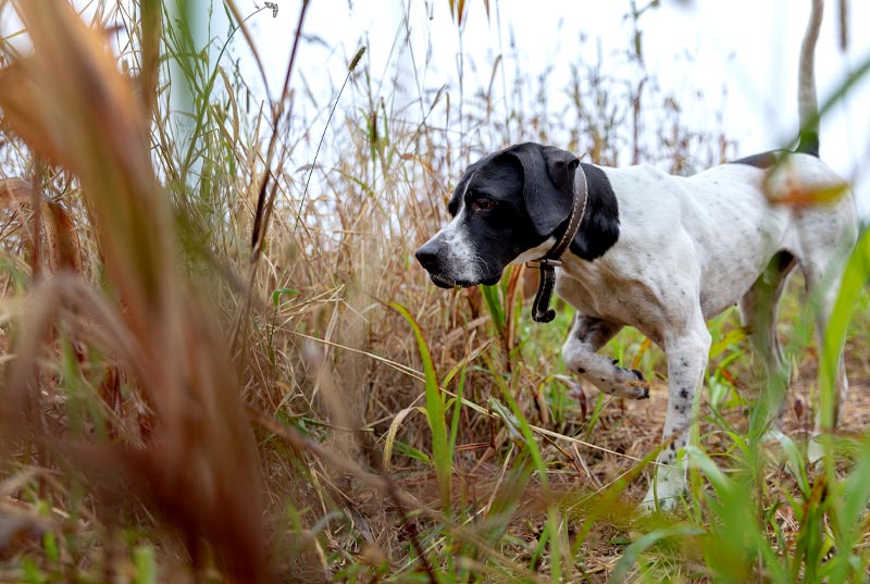 Primland | Shooting Sportsman Endorsed Lodge