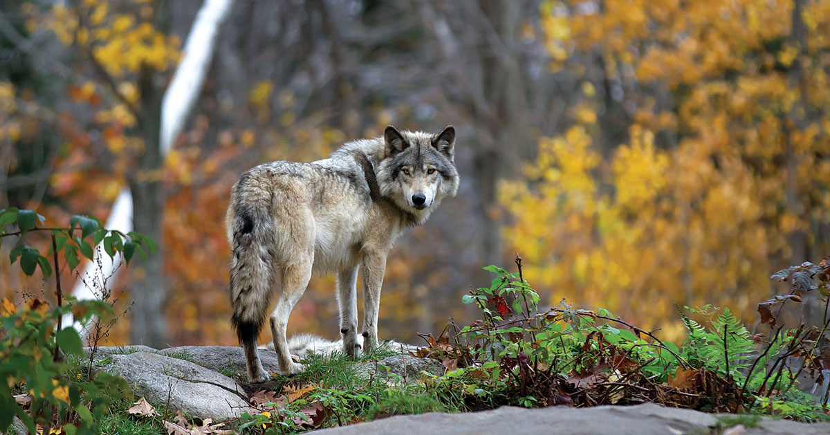 When Upland Hunters Share Coverts with Wolves | Shooting Sportsman