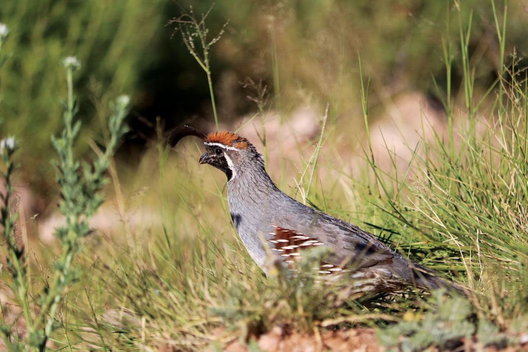 Classic Bird Hunts - Where the Wild Quail Are | Shooting Sportsman