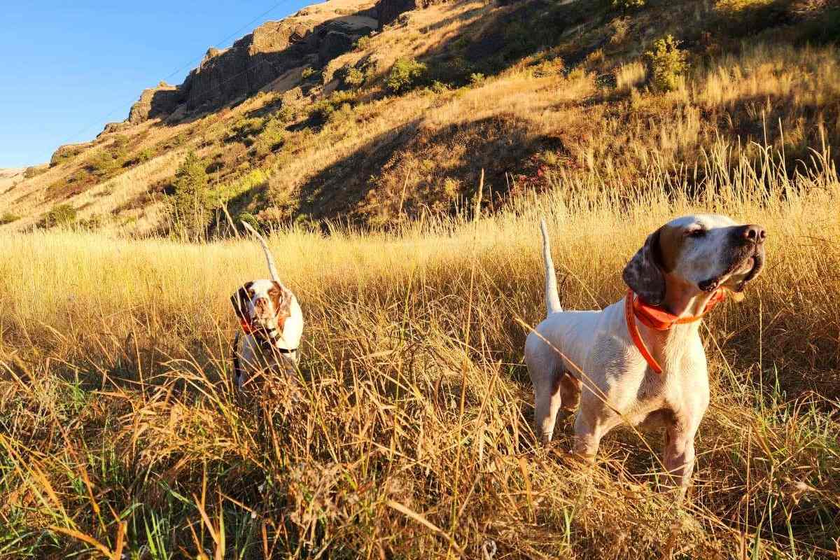 Hunting Trips and Wingshooting | Shooting Sportsman